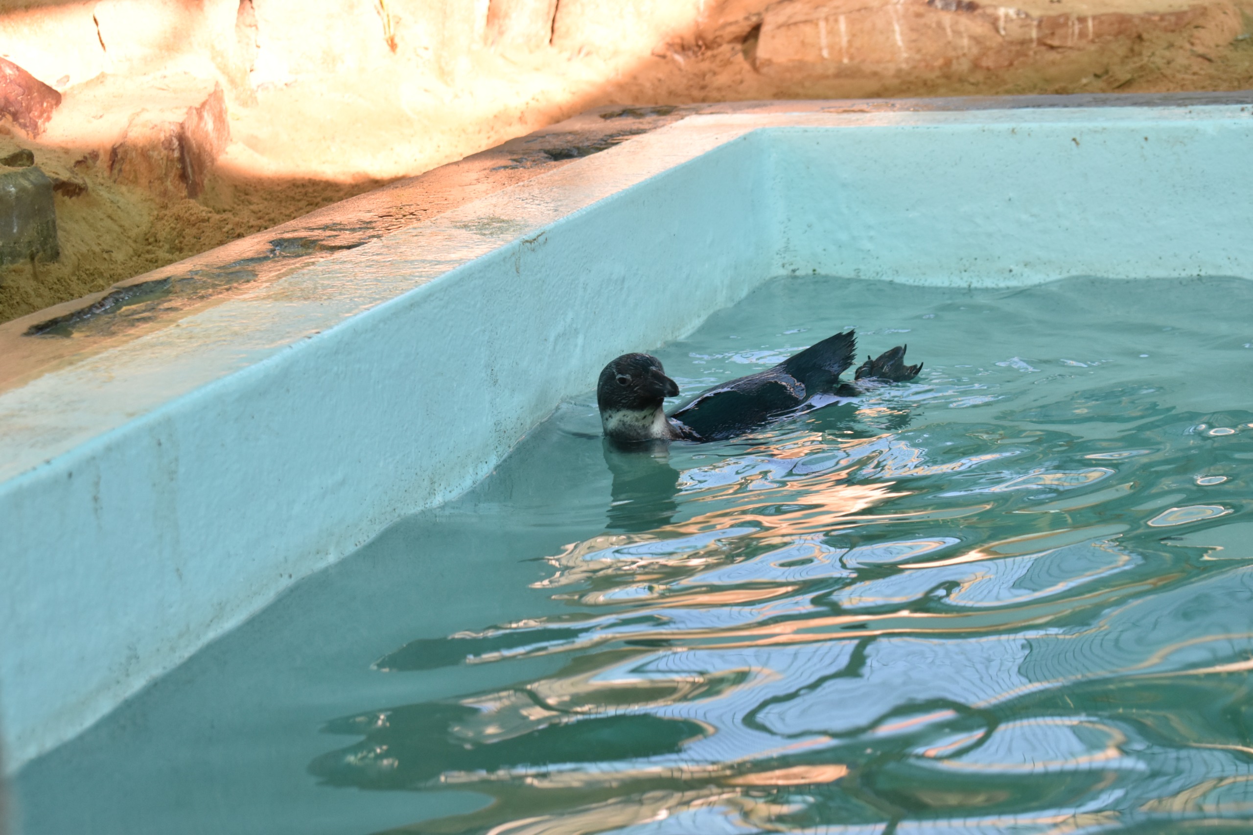 Stricken penguin heals 'beautifully' in SAPREC's care | Mossel Bay ...