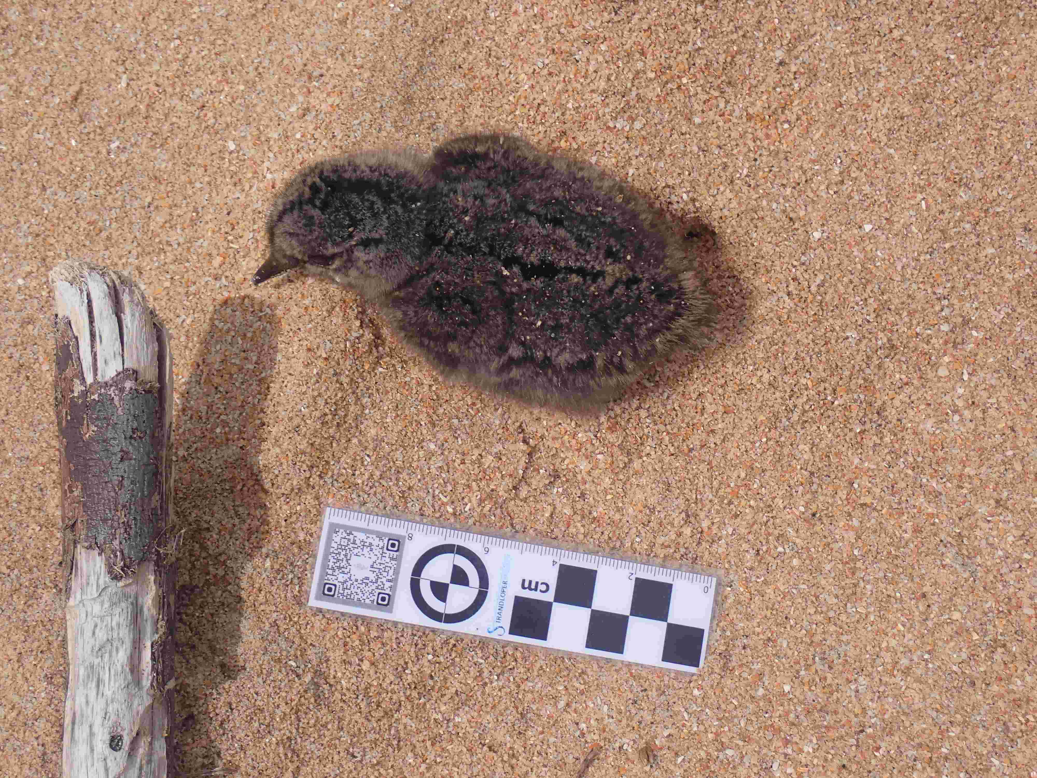 Six Strandlopers already three days into 220km coastal survey hike ...