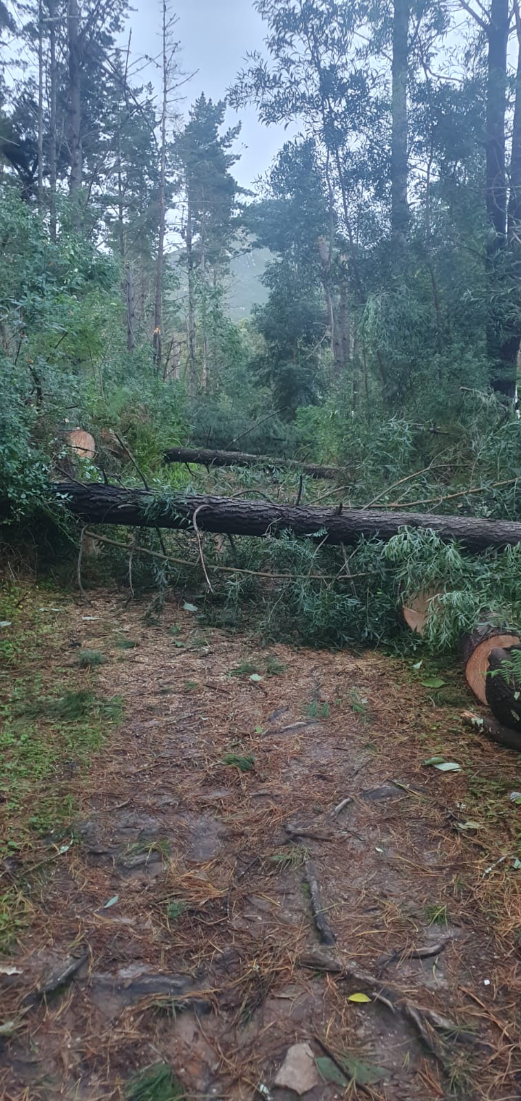 Parkrun cancelled due to fallen trees | George Herald