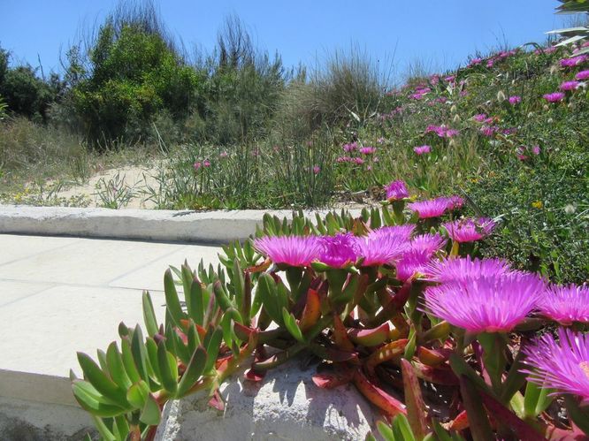 Landscape your coastal garden with beach-dwelling plants | Mossel Bay ...
