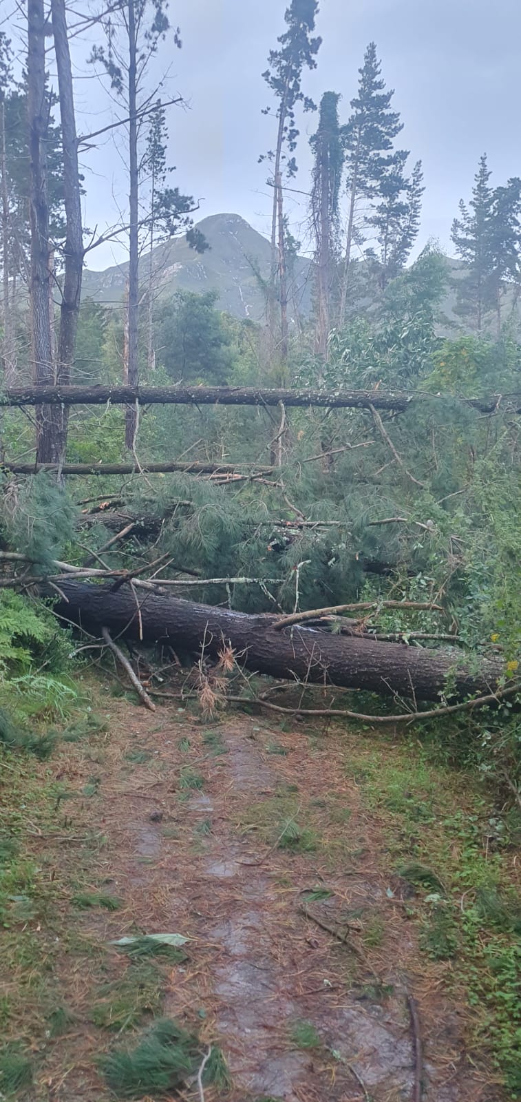 Parkrun cancelled due to fallen trees | George Herald