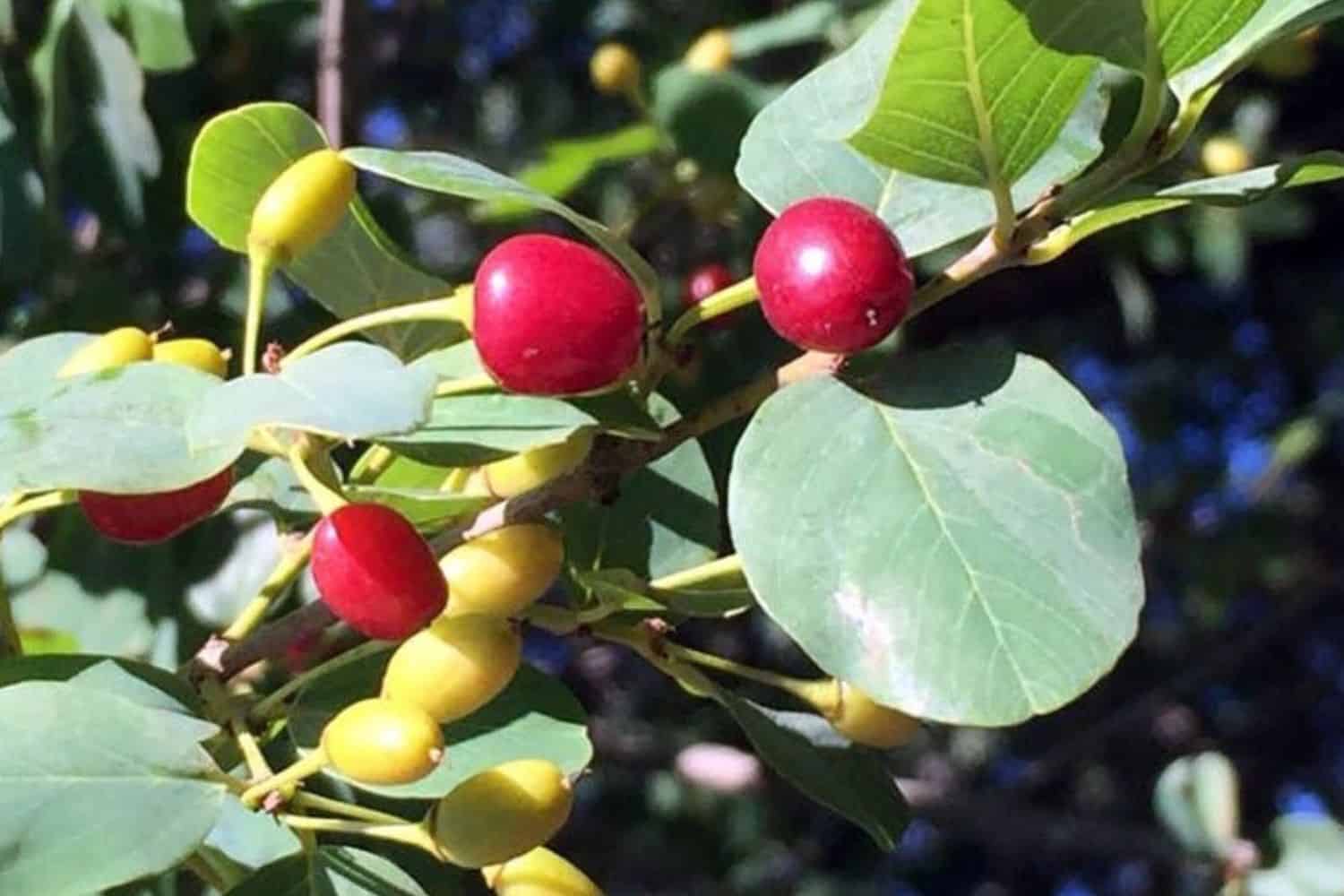 4 tree species added to the list of protected trees in SA | Mossel Bay ...