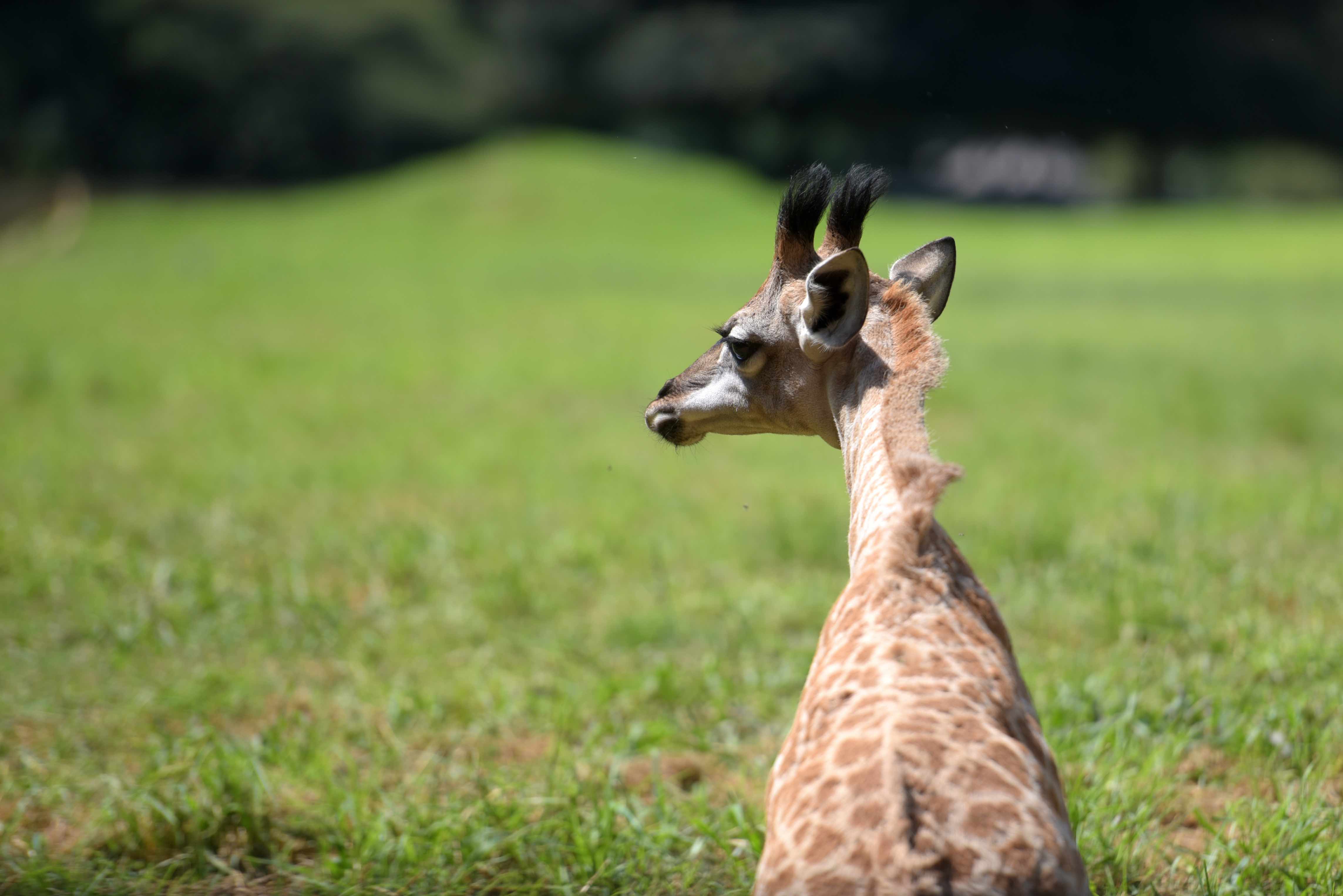 Babies! Joburg zoo celebrates its cutest new arrivals | Knysna-Plett Herald