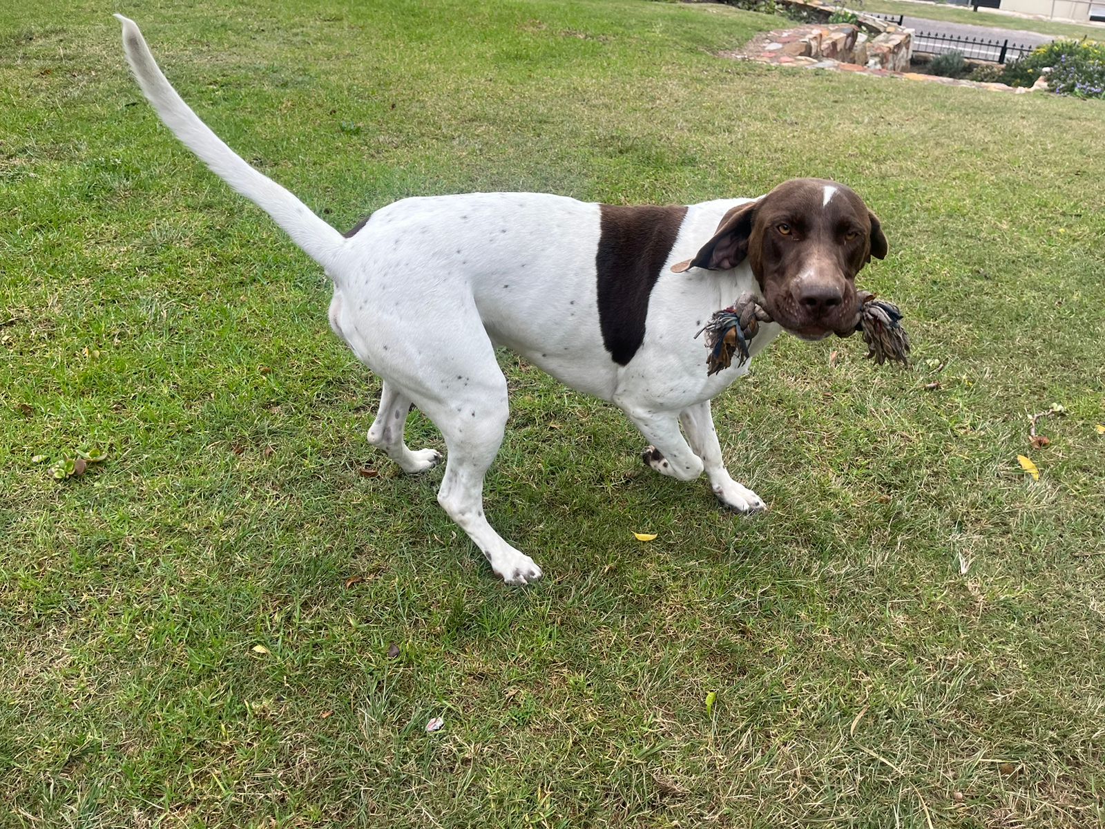 Story of the return of Max, the dog | Mossel Bay Advertiser