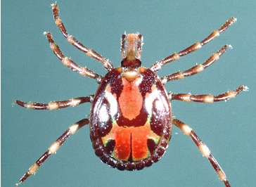 Heartwater, its control in South Africa and the very susceptible Angora ...