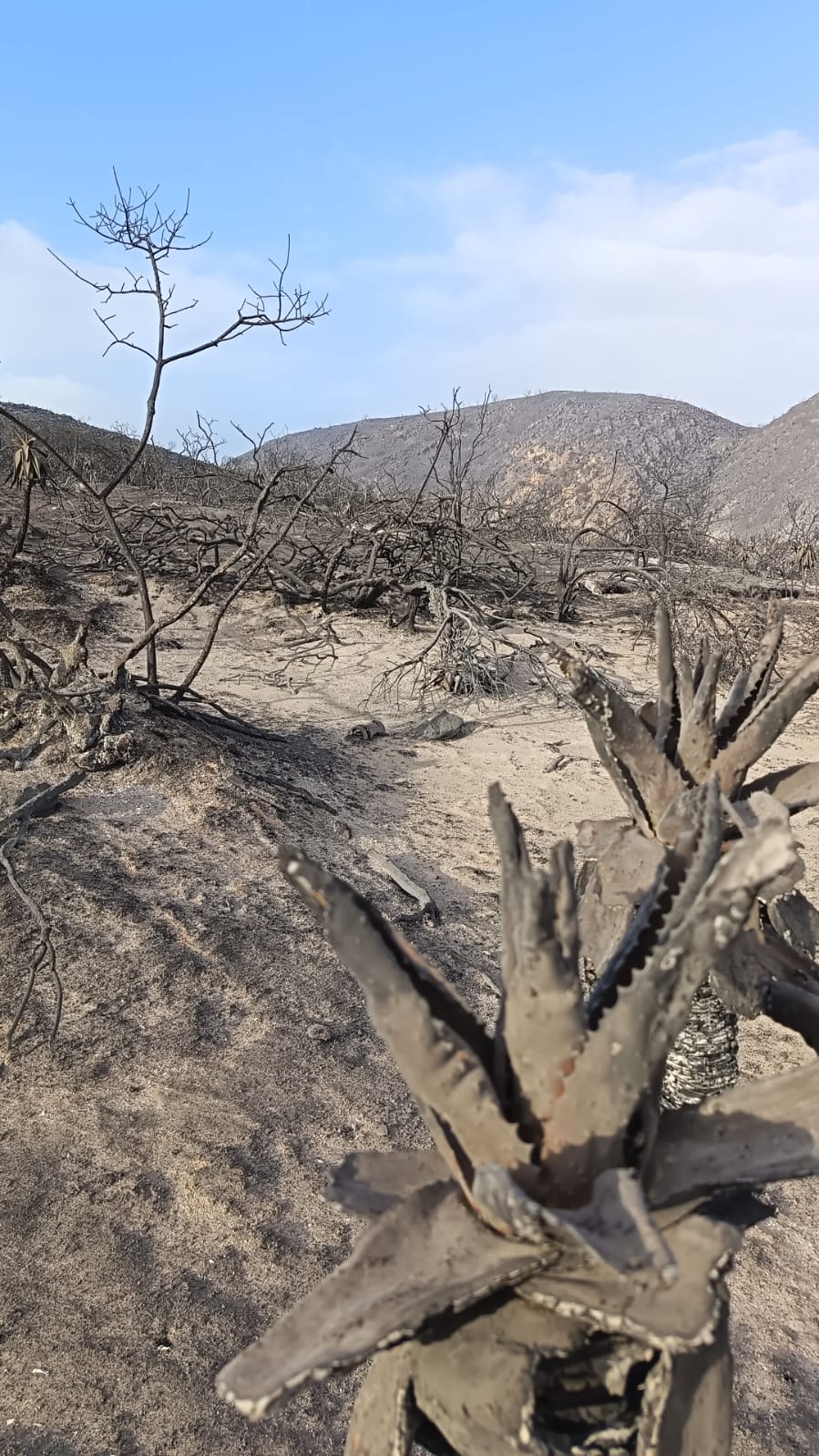 MOSSEL BAY FIRE UPDATE: More than ten homes destroyed as fire ...