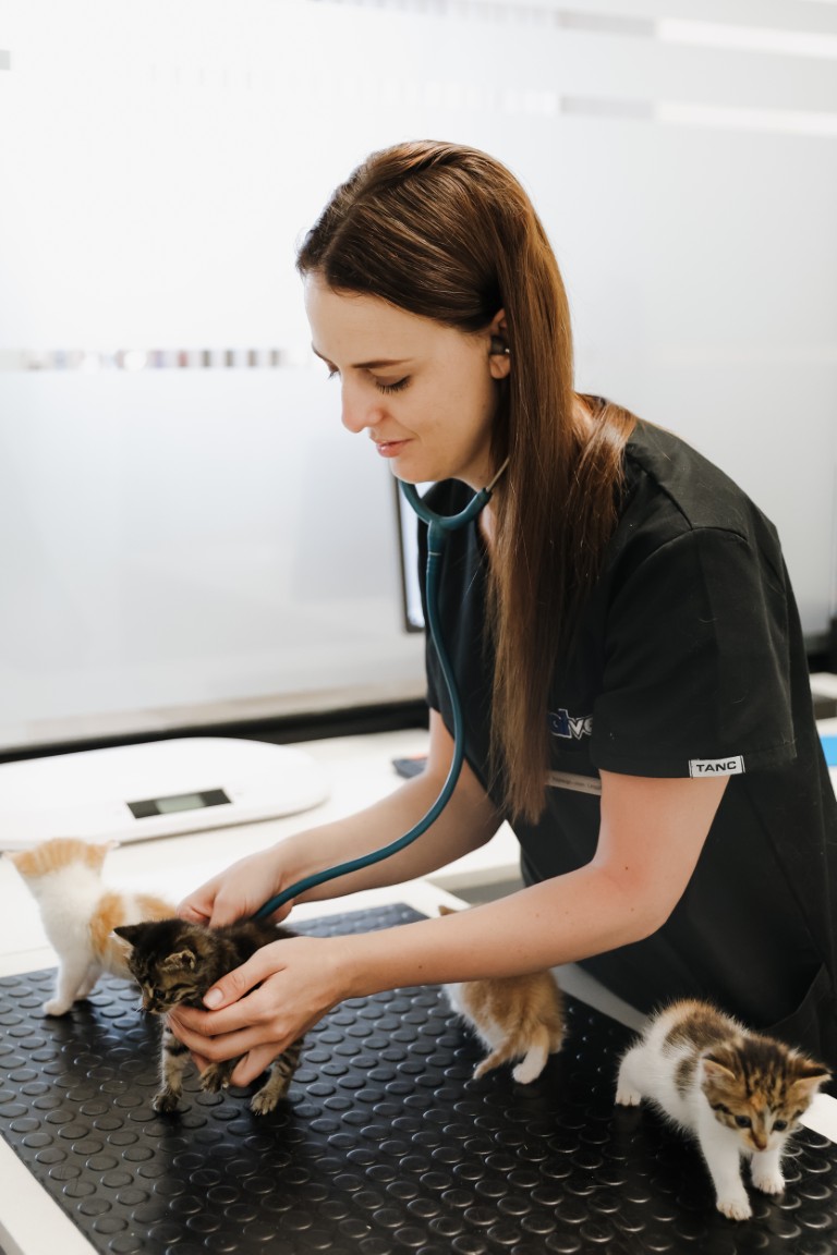 Vitalvet: Veterinary health and retail group in the Garden Route ...