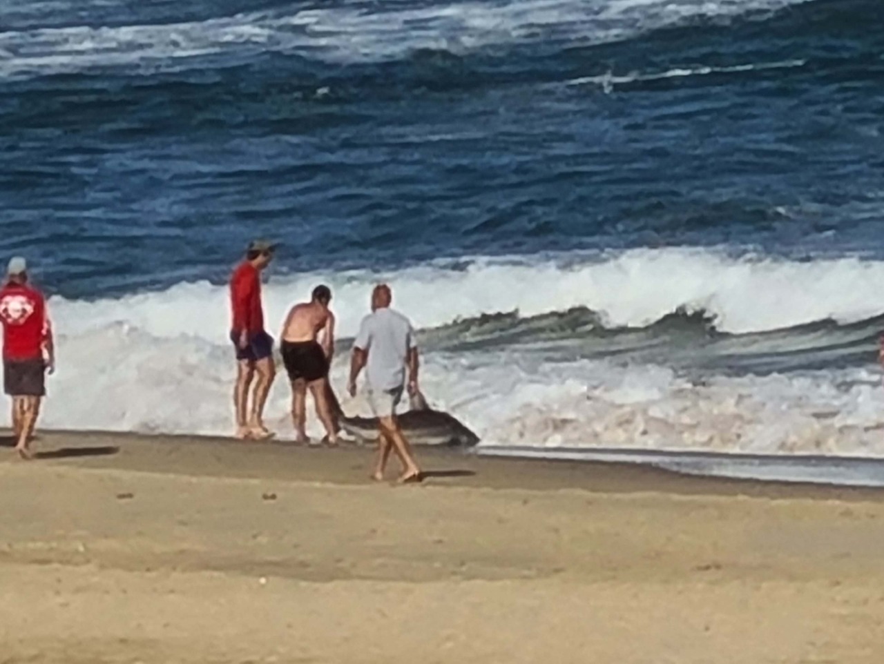 Hordes haaie in Danabaai waters | Mossel Bay Advertiser