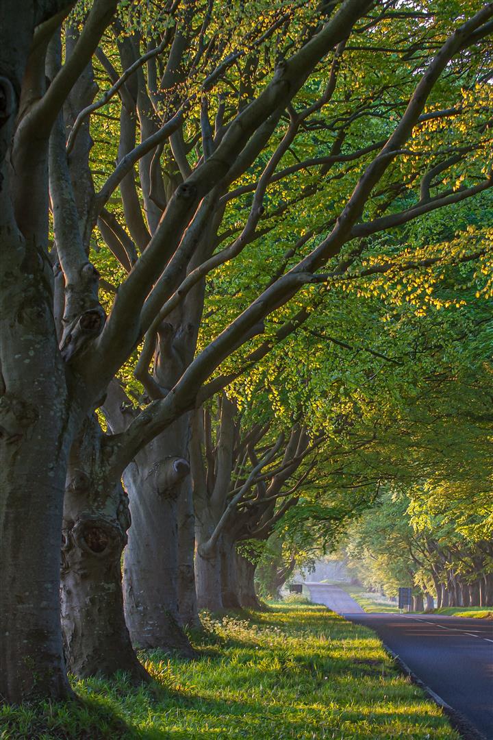 SA, let’s make history: Plant 10 million trees on Heritage Day as part ...