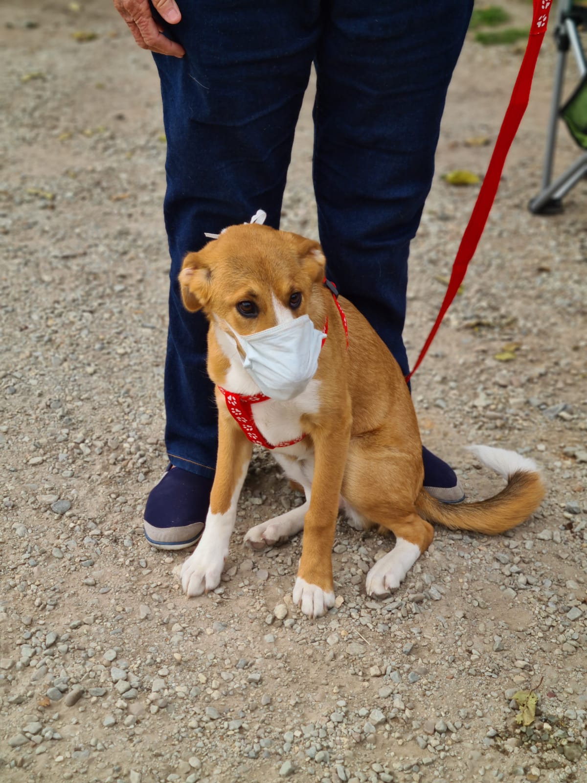 Magical birthday for SPCA | George Herald