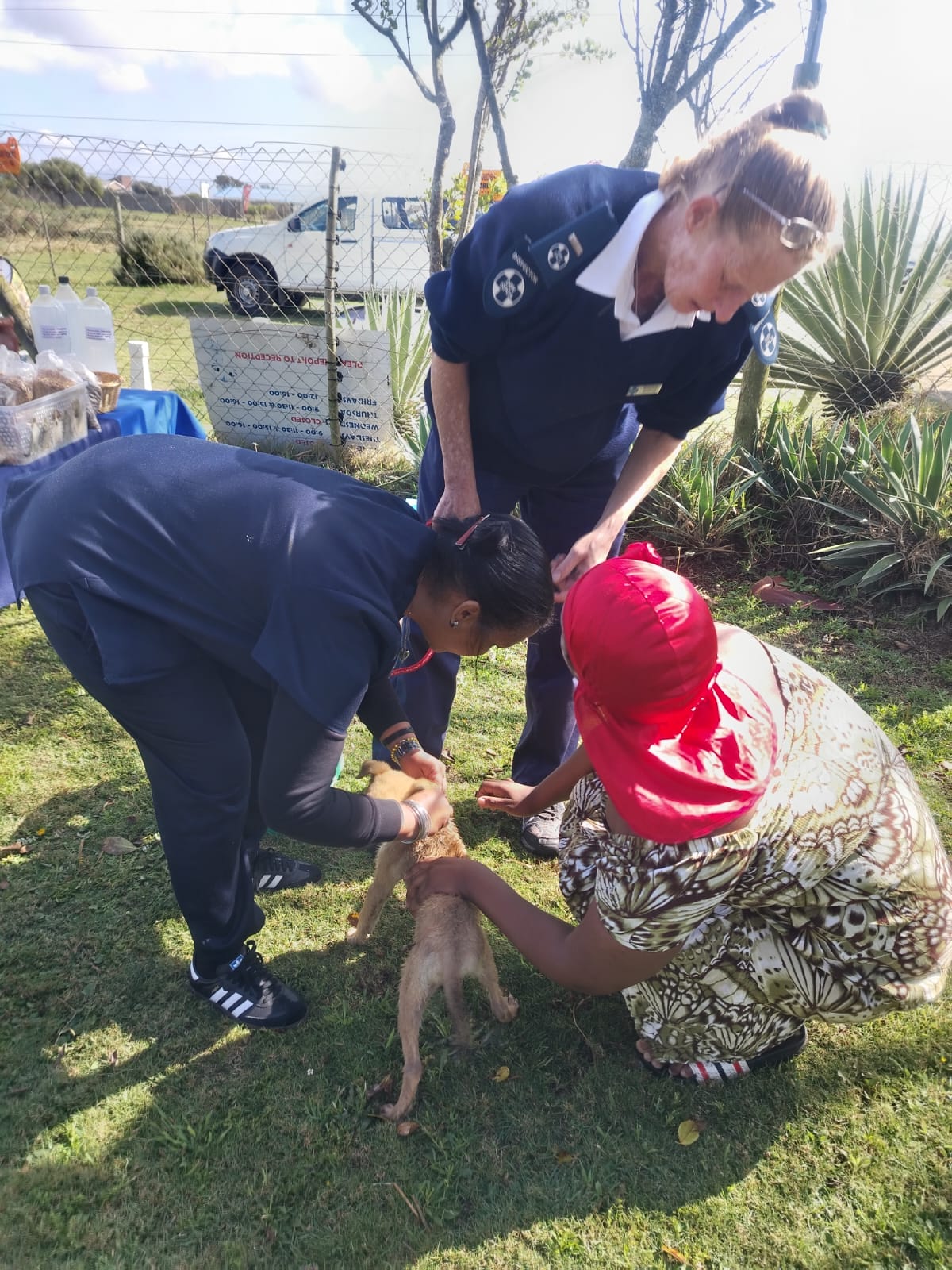 80 local dogs vaccinated in SPCA Rabies Day campaign | Mossel Bay ...