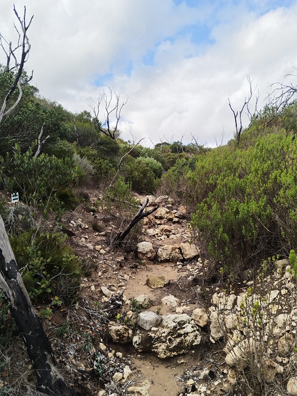 Bending the biodiversity curve: The role of private stewardship in ...