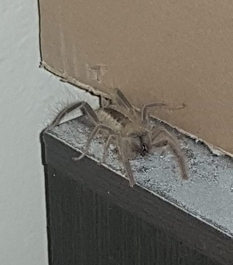 Hair cutting spider found in Ladysmith home | George Herald