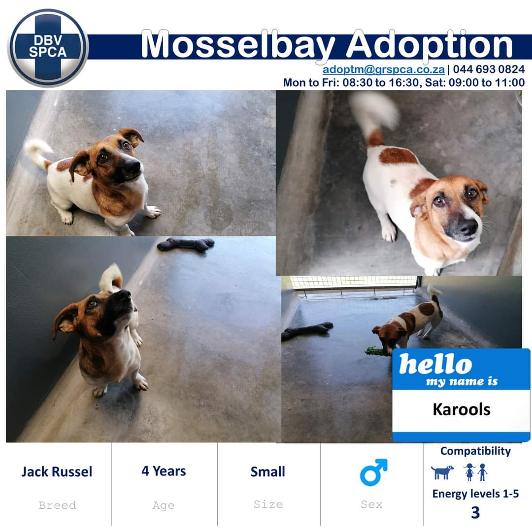 Diere vir aanneming by DBV | Mossel Bay Advertiser