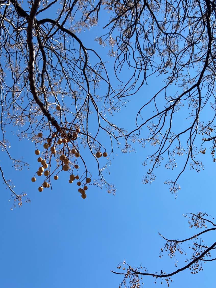 Seringa berry poisoning could be fatal for dogs and pigs alike | Knysna ...