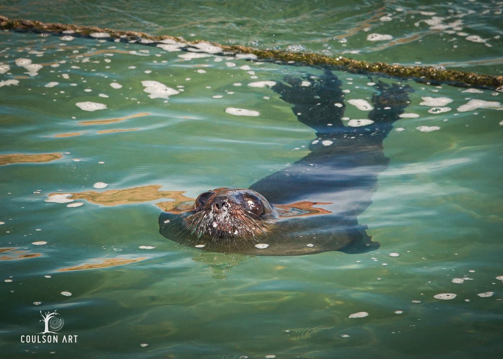 Mossel Bay seal euthanised after aggressive behaviour - LNN - Network News
