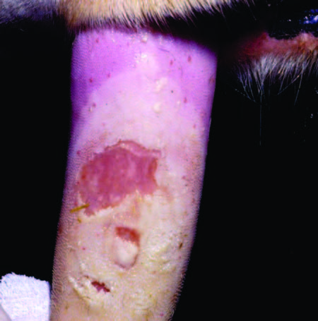 Foot and Mouth Disease: Know the signs in cattle | George Herald