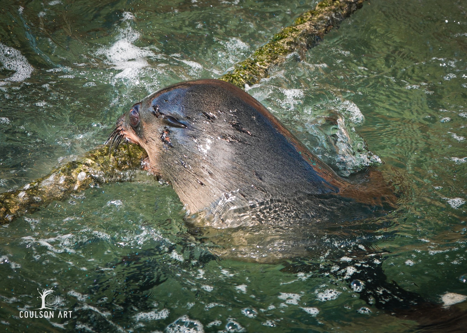 Mossel Bay seal euthanised after aggressive behaviour - LNN - Network News