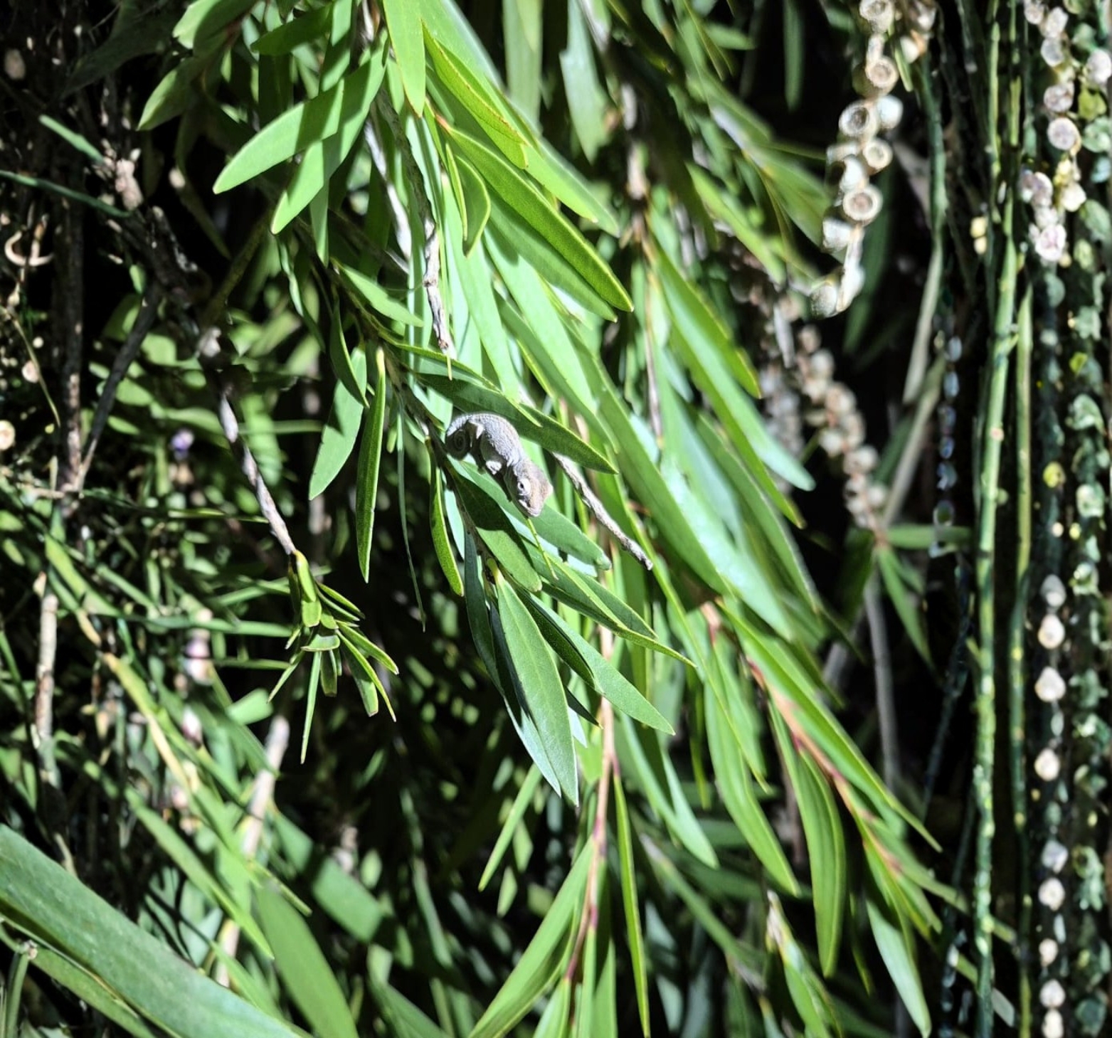 CapeNature adds its voice to responsible chameleon rescue following ...