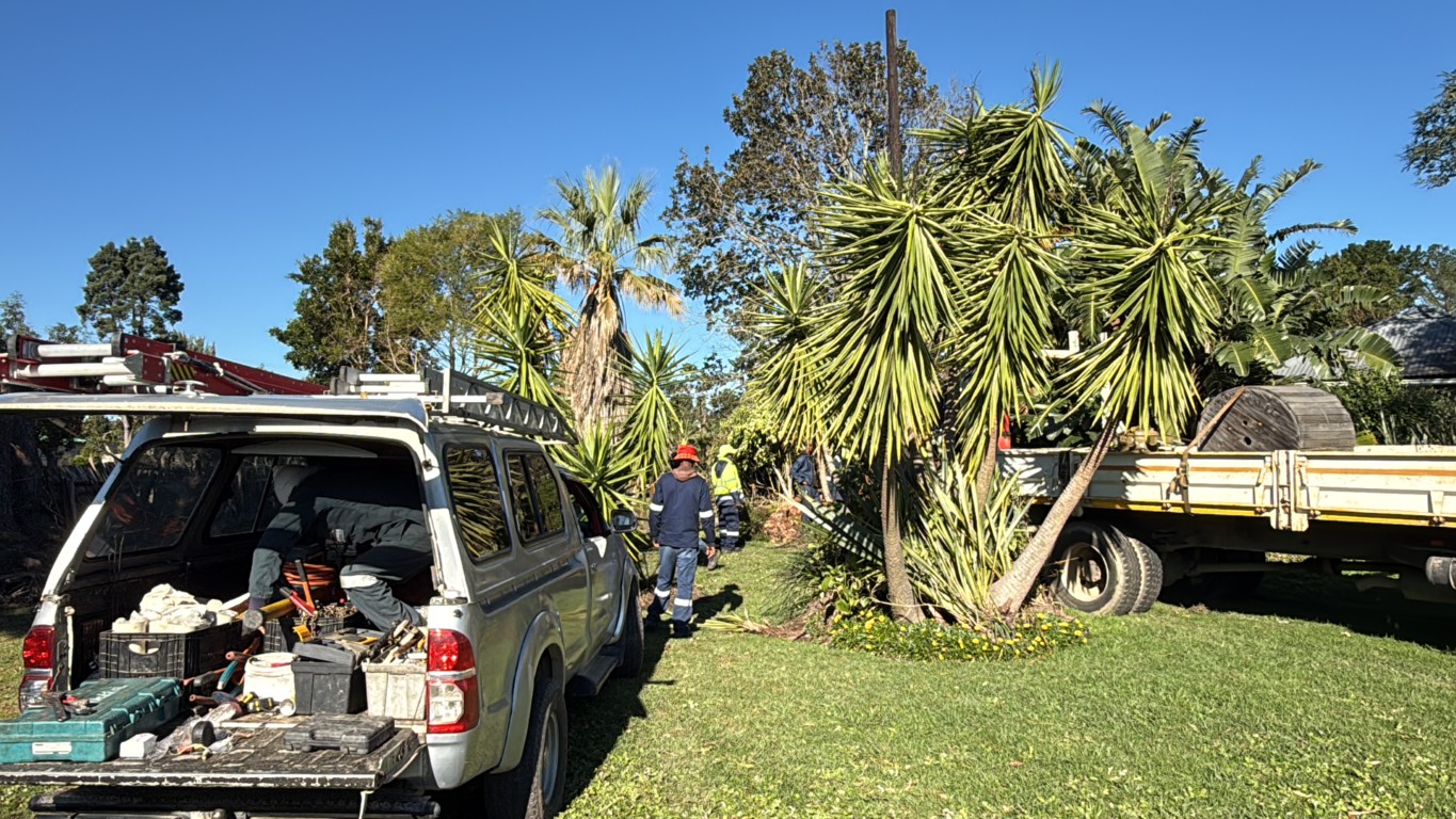 Alien trees are a ticking time bomb | George Herald